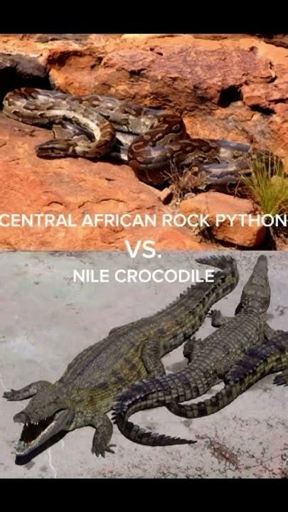 Central African Rock Python Vs Nile Crocodile Youtube