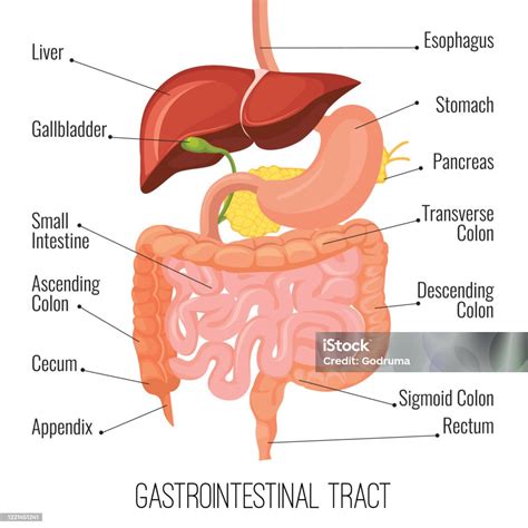 위장관 인간의 장과 위 기관 의료 벡터 일러스트레이션 해부학에 대한 스톡 벡터 아트 및 기타 이미지 해부학 창자 인간의 소화계통 Istock