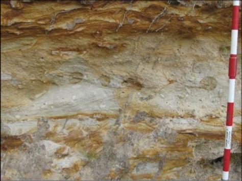 Cross Laminated Sandstone Showing Bidirectional Cross Laminae