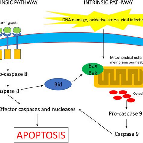 The Extrinsic And Intrinsic Pathways Of Apoptosis The Extrinsic Death