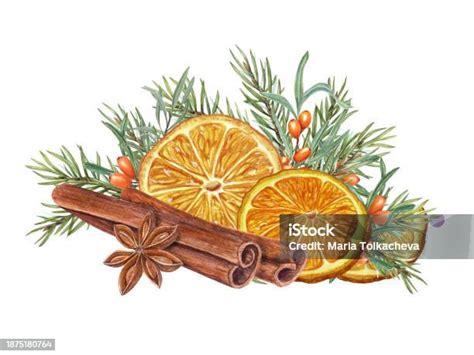 말린 오렌지 슬라이스 산자나무 베리 계피 스틱 스타 아니스 가문비나무 가지 감귤류 상록수 향신료 Badian 흰색에 고립된 수채화 그림입니다 카드 패키지용 겨울 구성 0명에