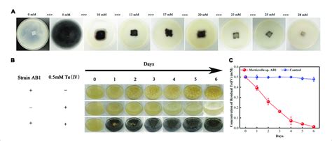 Te Iv Tolerance And Reducibility Test A Strain Growth On Corn Meal Download Scientific