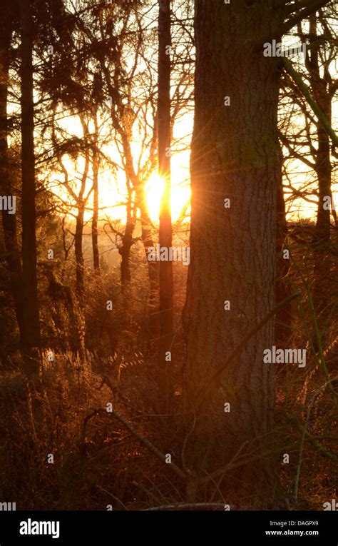Sun Setting Through Some Trees Stock Photo Alamy