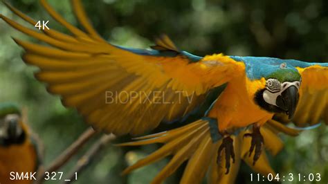 Birds Parrots Macaw Flying 4k Slow Motion 500 Frames Per Second On Vimeo