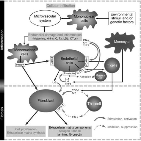 Pathogenesis Of Scleroderma Ifn Gene Therapy May Have An Effect On Download Scientific Diagram