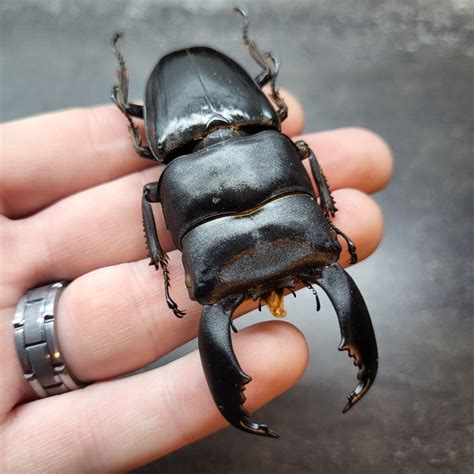 Huge 80mm Titan Black Stag Beetle Big Real Spread Insect Bug Taxidermy