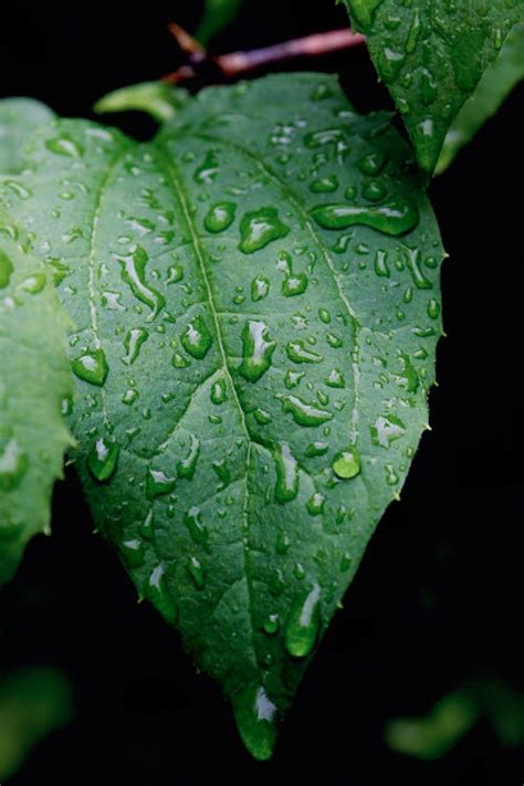 거친 경치 고요함 깨끗한 나뭇잎 녹색 녹지 달래는 매크로 무성한 봄 비 빗방울 생명 생태 성장 수분 수분 공급 수화 작용 순수한 식물