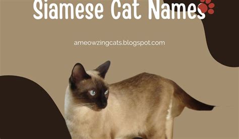 120 Siamese Cat Names Finding The Perfect Name For Your Feline Companion