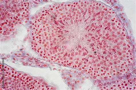 Anatomy And Histological Uterine Tube Uterus Vagina Ovary And Testis Rabbit Cells Under