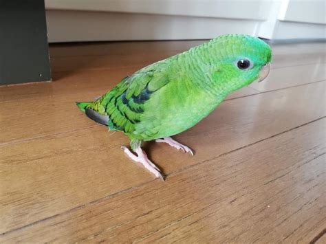 羽切されたノーマルのサザナミインコを探しています