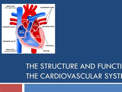 Cardio Respiratory System Teaching Resources