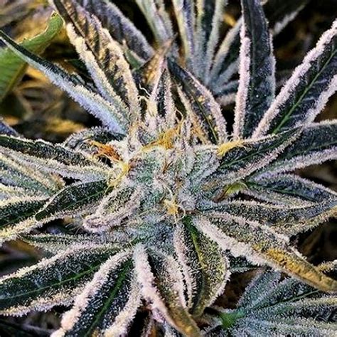 Fruit Tree Strain Seedfare Find The Perfect Seed At The Right Price