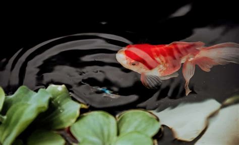 Aquaponics Ph Explained How To Maintain The Perfect Balance World