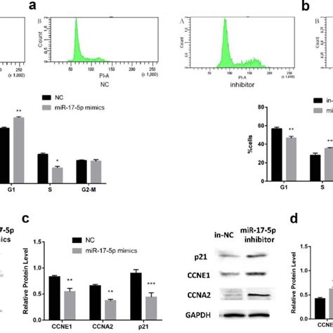 Pmirglo Vector Structure Map And The Expression Of Mir 17 5p Affects Download Scientific