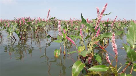 Polygonum Amphibium Water Smartweed — K And S Growers Ltd