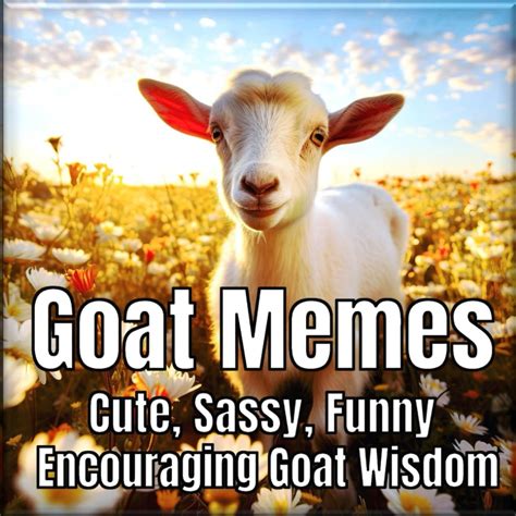 Goat Edition Memes Funny Goat Memes And S Imgflip