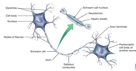 Axon Terminal Diagram Naelazeineb