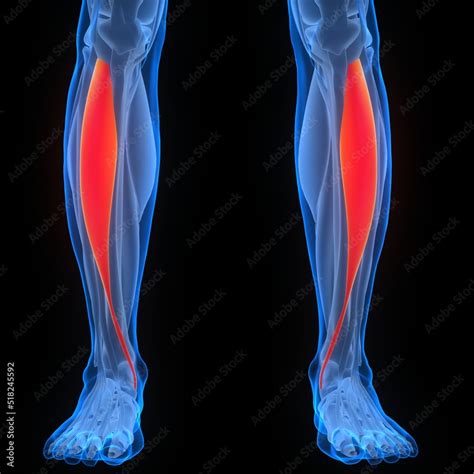 Human Muscular System Leg Muscles Tibialis Anterior Muscles Anatomy