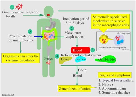 Typhoid Fever Pathogenesis