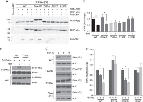 Camp Regulation Of Pkacchip Complex A Impact Of The Pkac Mutation On