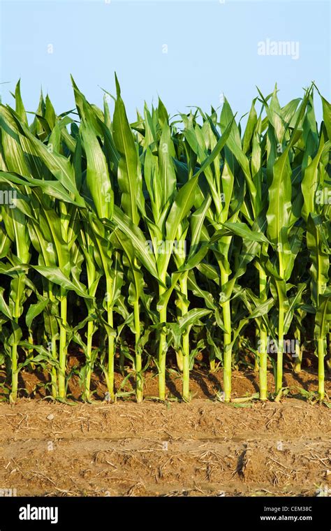 Agriculture Sideview Of A Row Of Mid Growth Grain Corn Plants At The