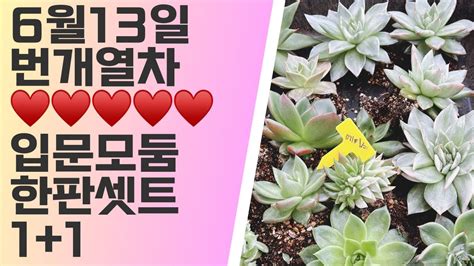 6월13일🚂번개열차수담의다육 금다육도매 금다육판매 Youtube