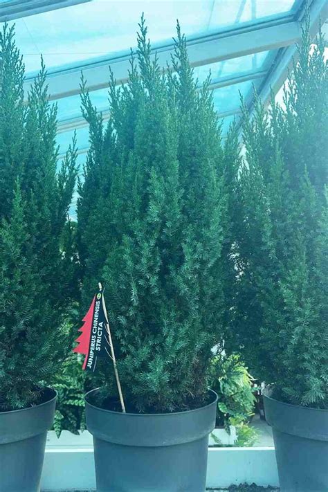 Buy Juniperus Chinensis Plant Uae Delivery Online