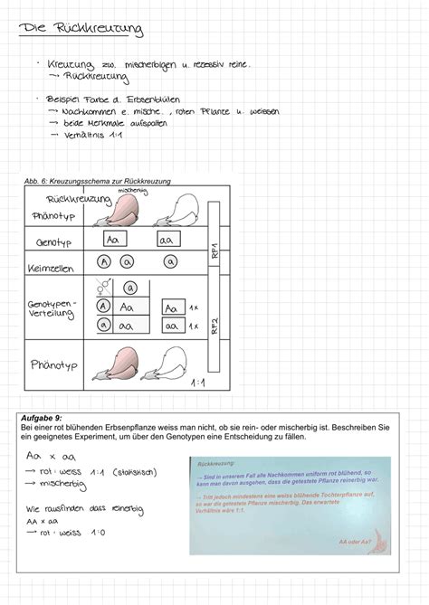 Genetics Dna Replication Schemes And Mind Maps Biology Docsity