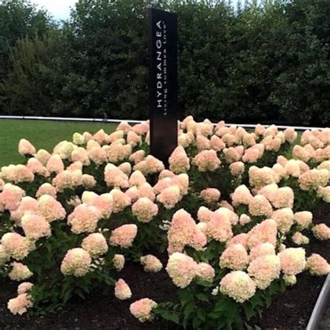 Гортензия метельчатая Саммер Лав (hydrangea paniculata Summer Love ...