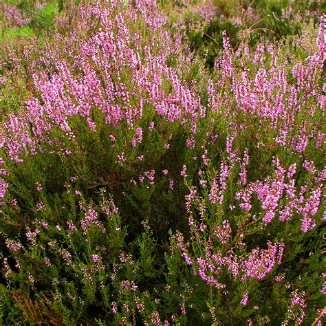 Heather Plants For Sale Online At Andrew Quesada Blog