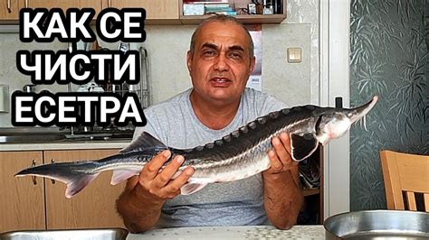 КАК СЕ ПОЧИСТВА РИБА ЕСЕТРА В ДОМАШНИ УСЛОВИЯ РИБНИ КОТЛЕТИ ОТ ЕСЕТРА Youtube