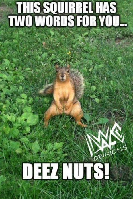 Funny Squirrel Memes Nuts