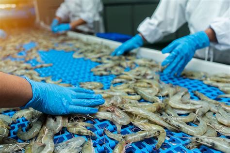 Streamlined Seafood Enhancing Productivity In Shellfish Processing Plants