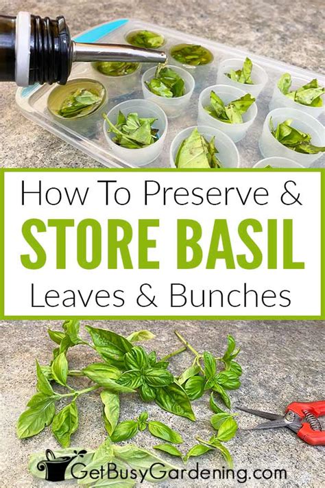 Storing Fresh Basil Leaves Best Ways To Preserve