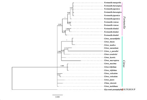 Its Fragment Tree Phylogenetic Tree Inferred From Bayesian Analysis