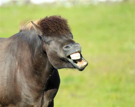 Horse Tooth Jackass