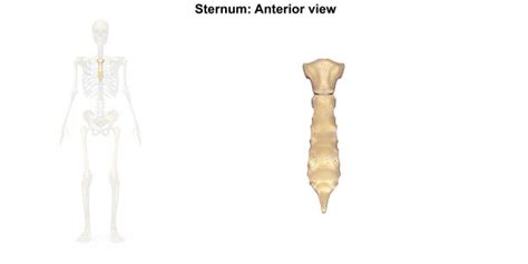 Sternum Anatomy Unlabeled