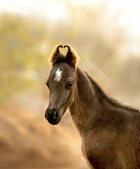 Marwari Foal