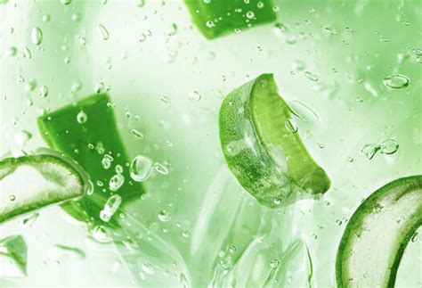 Discover The Healing Power Of Aloe Vera