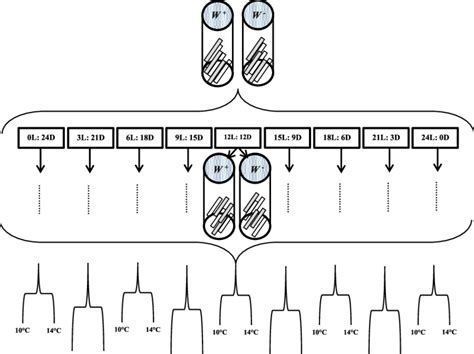 The Experimental Conditions In Which Maternal Generation Of Both Download Scientific Diagram