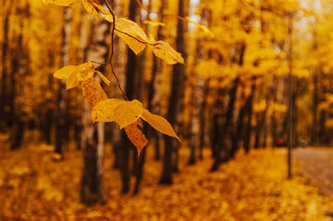 노란 나무와 태양과 아름다운 가을 풍경 공원에서 다채로운 단풍 0명에 대한 스톡 사진 및 기타 이미지 0명 10월 11월 Istock