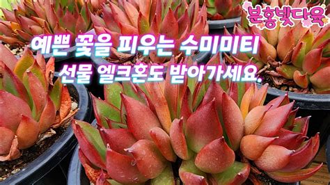 판매영상 새로 입고된 예쁜 다육이들 선물 엘크혼도 받아가세요 Youtube