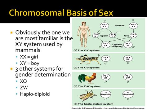 PPT The Chromosomal Basis Of Inheritance PowerPoint Presentation Free Download ID