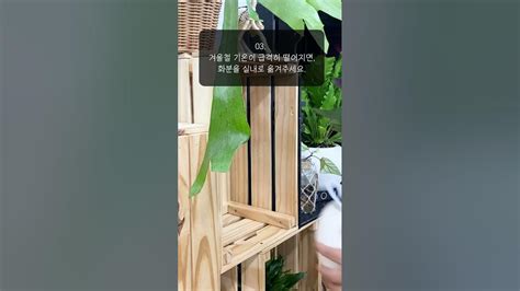 겨울철 식물 냉해 예방하는 방법 Youtube