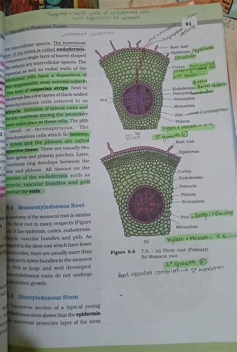 Anatomy Of Dicot And Monocot Roots