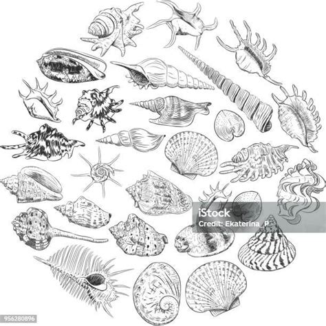 여름 바다 포탄 희귀 멸종 위기 종 흰색 바탕에 검은 연체 윤곽선의 독특한 박물관 컬렉션 개념 텍스트에 대 한 공간을 가진 원형