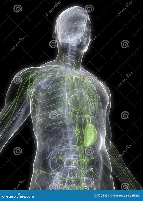 Highlighted Lymphatic System Royalty Free Cartoon