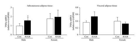 Tnfα Mrna And Protein Levels Iugr Increases Subcutaneous Tnfα Mrna And