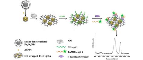 Schematic Of Sers Aptasensor Based On Graphene Oxide Go Wrapped Download Scientific Diagram