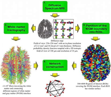 Brain Network Connectivity